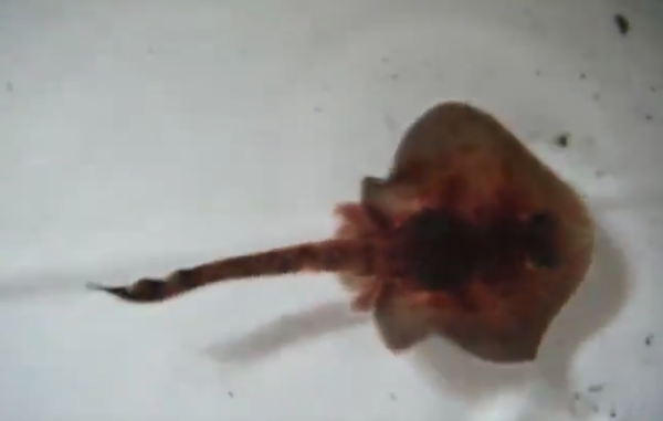 Sting Rays! – ROFFS®