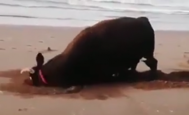 Beach Bull! – ROFFS®